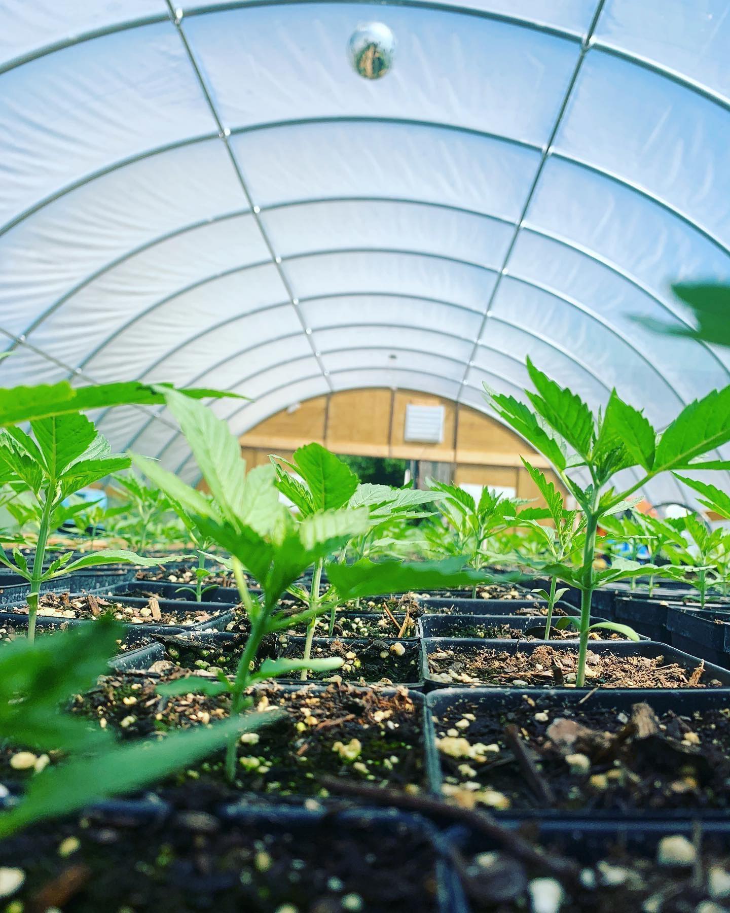 DNA HEMP – DNA Hemp